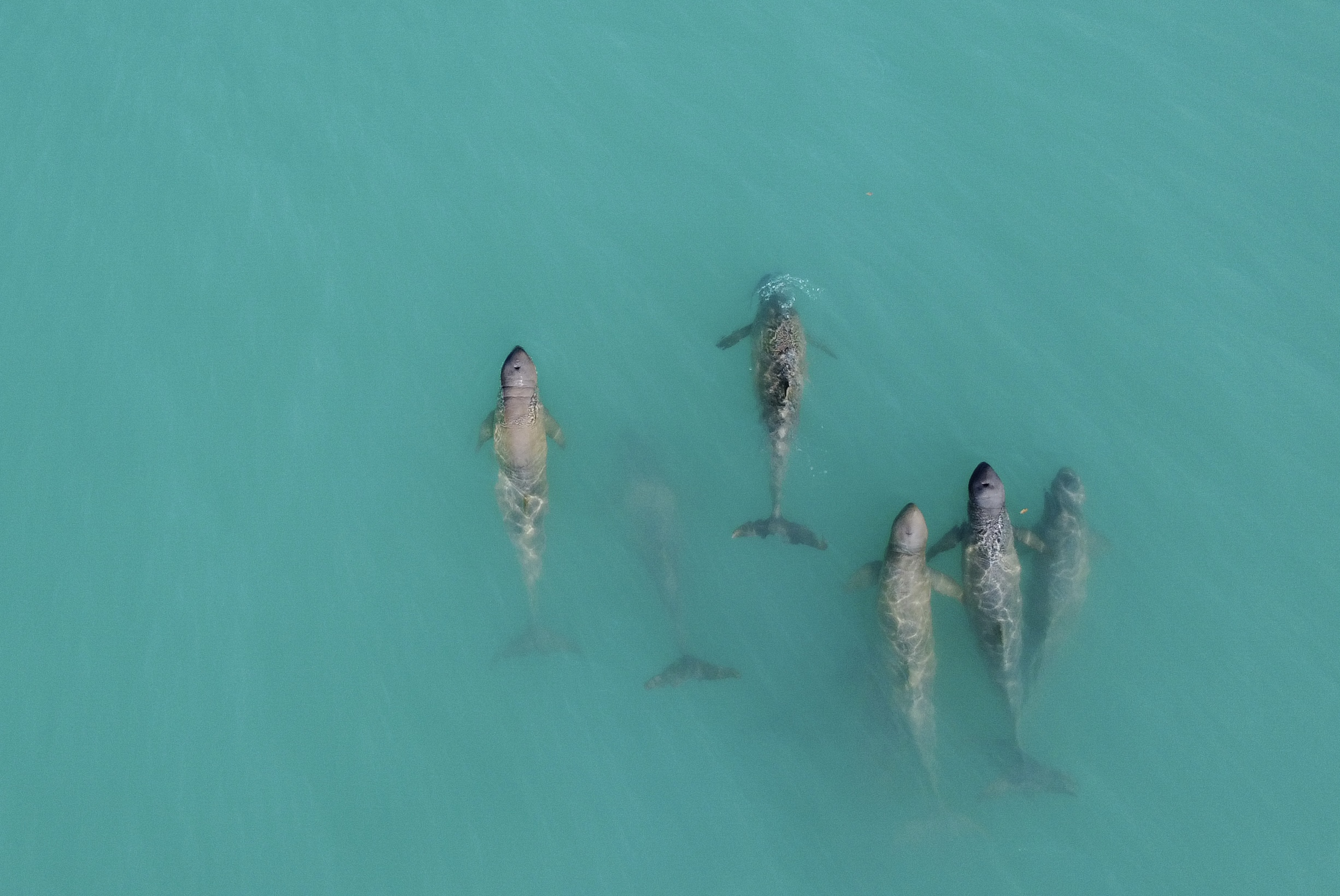 Broome Snubfin Dolphin Eco Tour - Kimberley Experiences